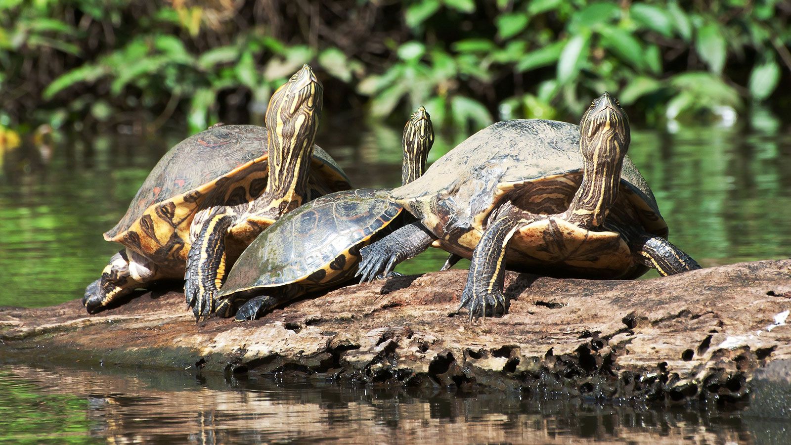 Visit the best Caribbean nature reserves on a superyacht